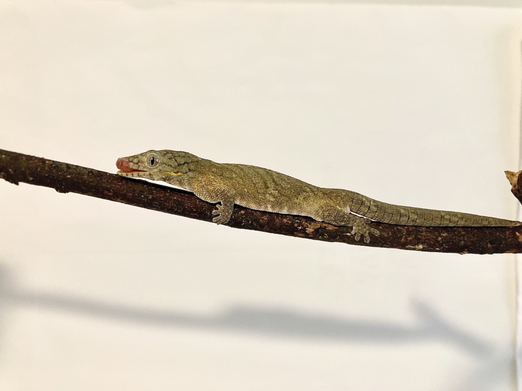 Adult Male Eurydactylodes Agricolae – Reptiroad